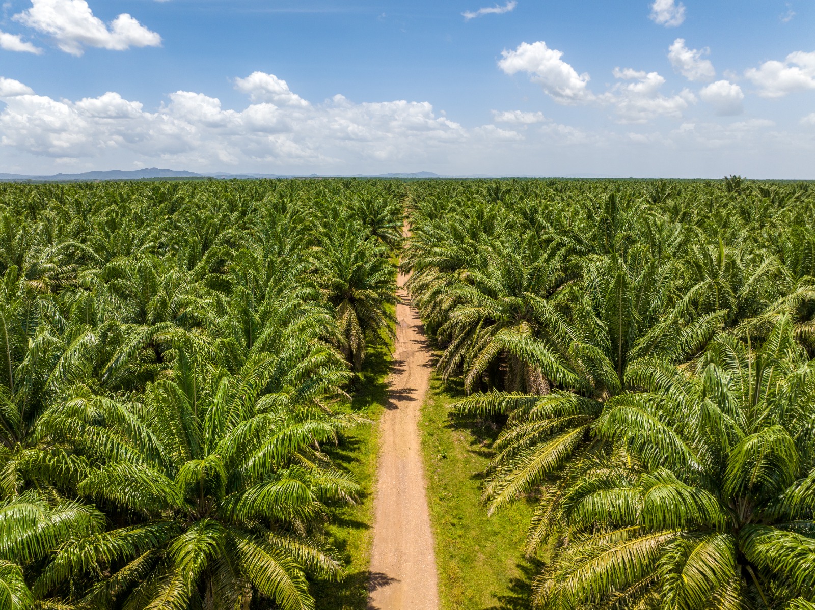 Induspalma Dominicana S.A.